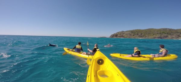 Book Epic Adventures: Noosa Dolphin Kayak Tour - with Cheap Az Travel